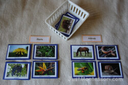 Week 3 Day 1 – Montessori Curriculum – Cultural & Language