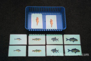 Week 6 Day 3 – Montessori Curriculum – Cultural & Language