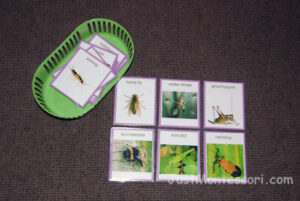 Week 27 Day 1 – Montessori Curriculum – Cultural & Language